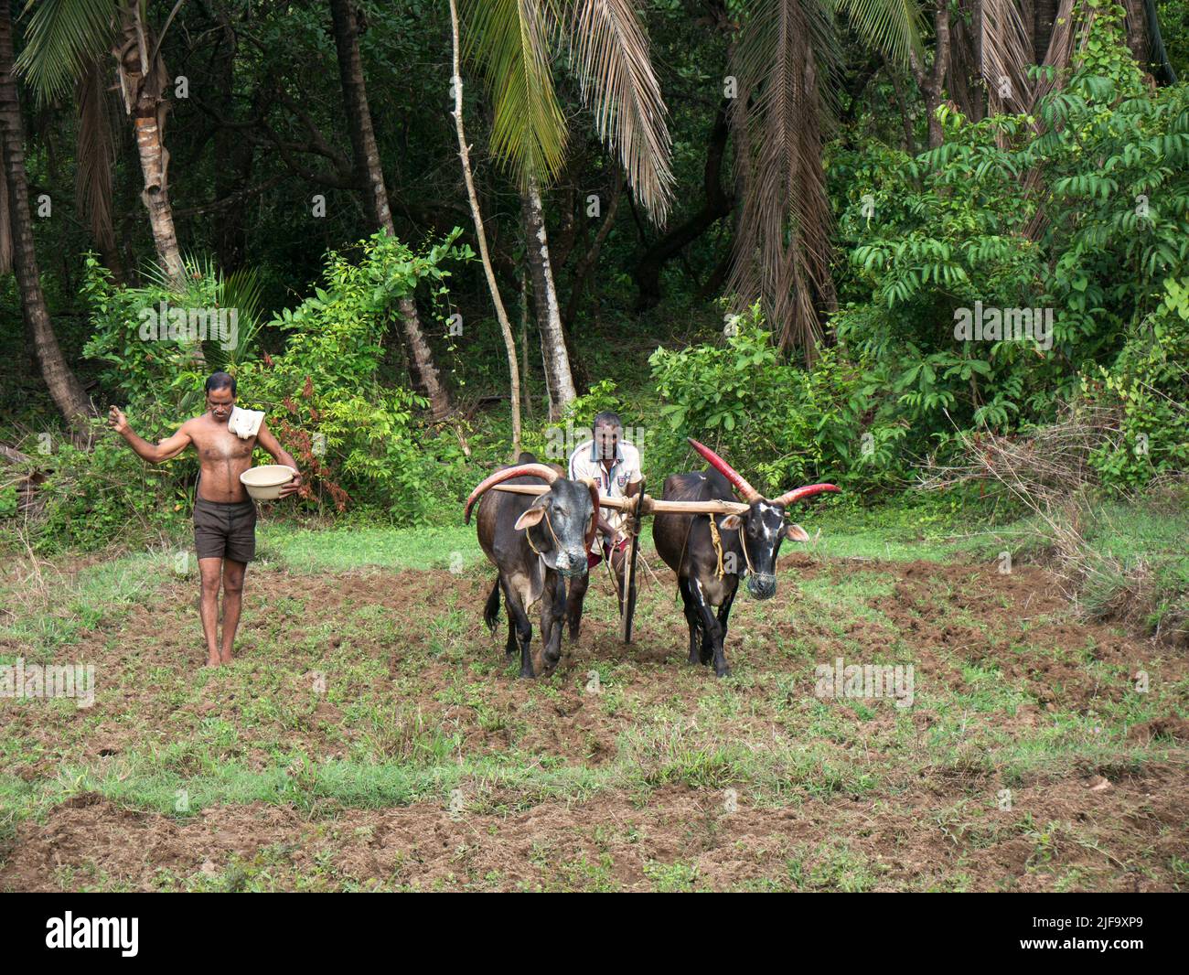 Antiquated method of ploughing with the help of cattle at Village Kudal ...