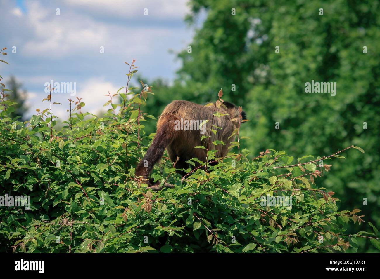 A monkey in nature. Robust capuchin monkeys are capuchin monkeys in the ...