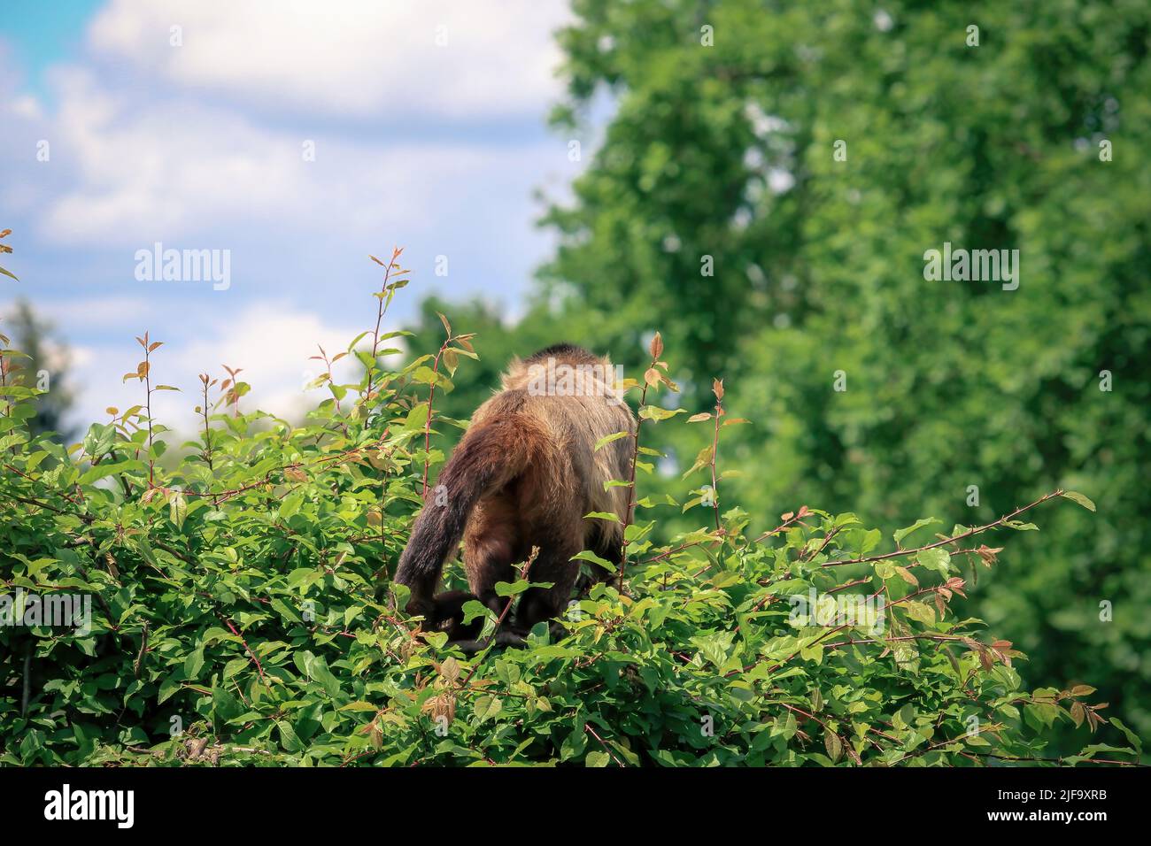 A monkey in nature. Robust capuchin monkeys are capuchin monkeys in the ...