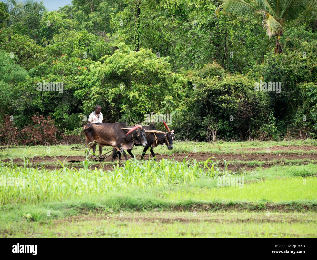 Antiquated method of ploughing with the help of cattle at Village Kudal ...