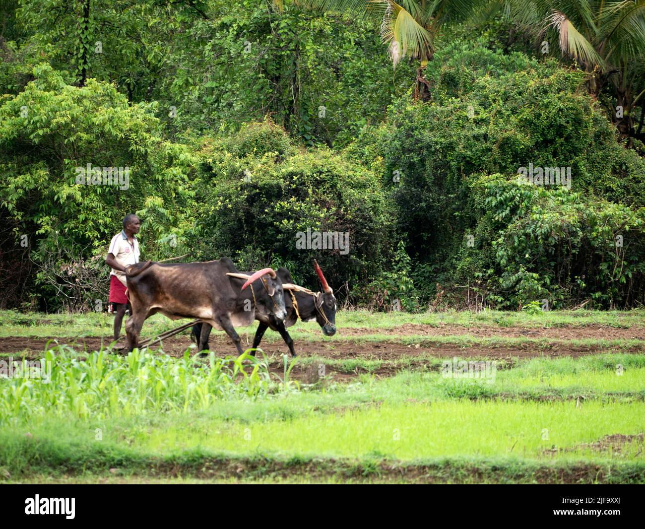 Antiquated method of ploughing with the help of cattle at Village Kudal ...