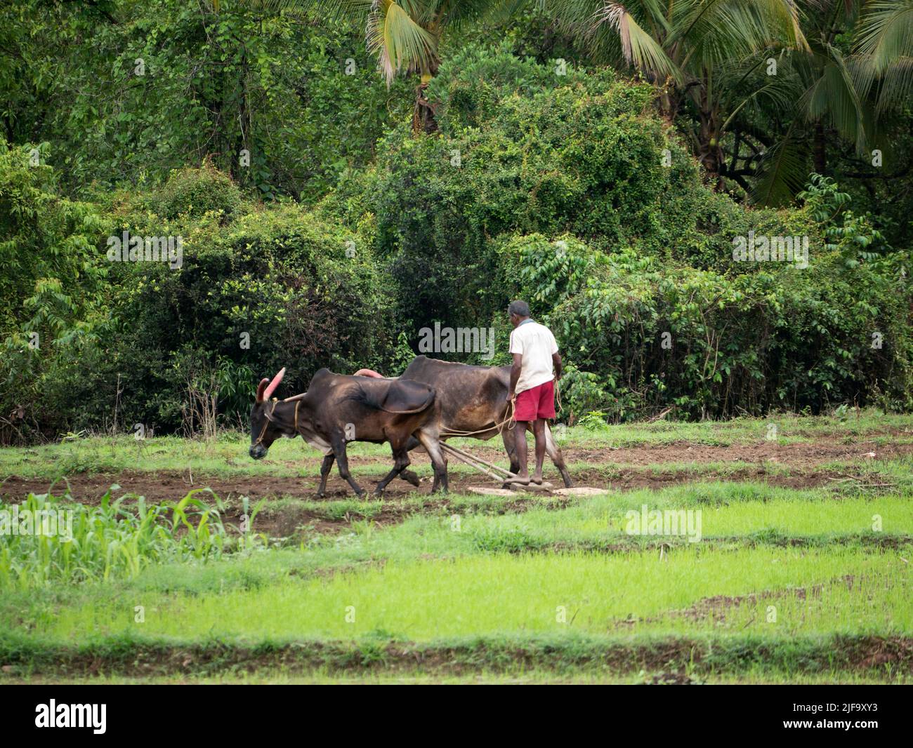 Antiquated method of ploughing with the help of cattle at Village Kudal district Sindhudurga ...