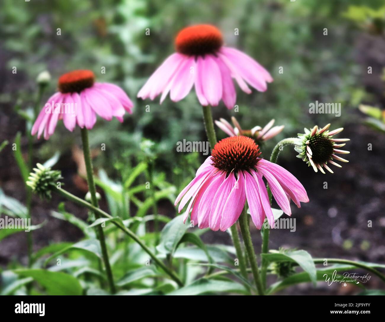Cone shaped flowers hi-res stock photography and images - Alamy