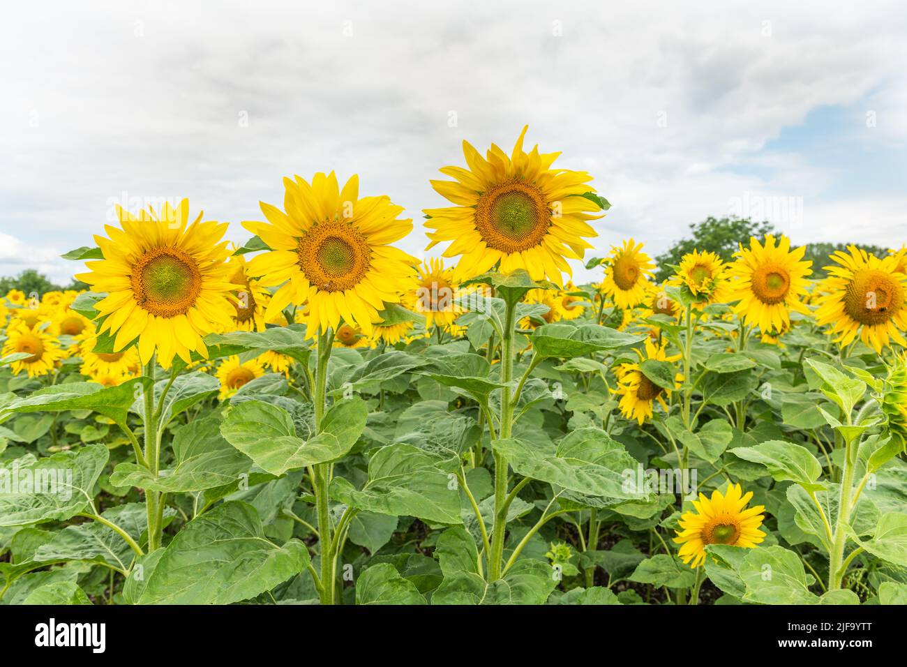 Fields of sunflowers or sun (Helianthus annuus) grown for its edible ...