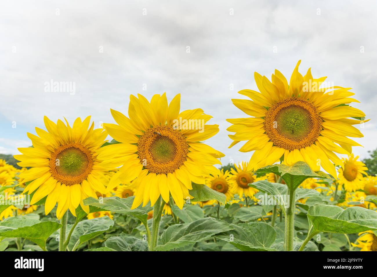 Fields of sunflowers or sun (Helianthus annuus) grown for its edible seeds, flour and oil ...