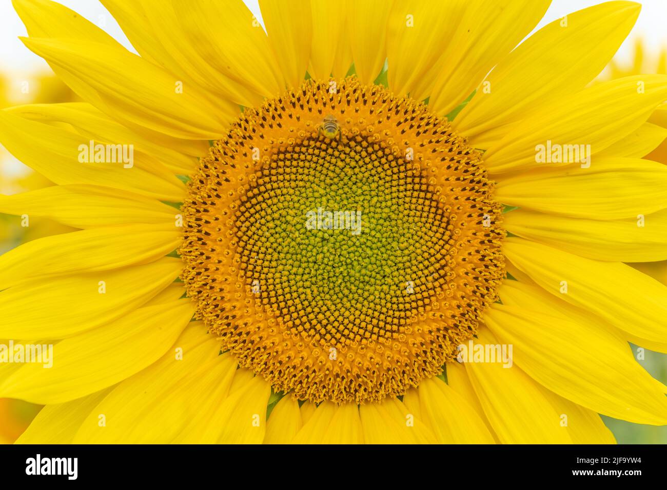 Detail of a sunflowers or sun (Helianthus annuus) grown for its edible ...