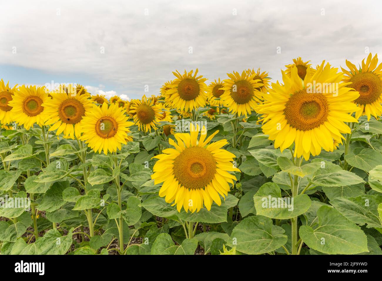 Fields of sunflowers or sun (Helianthus annuus) grown for its edible ...