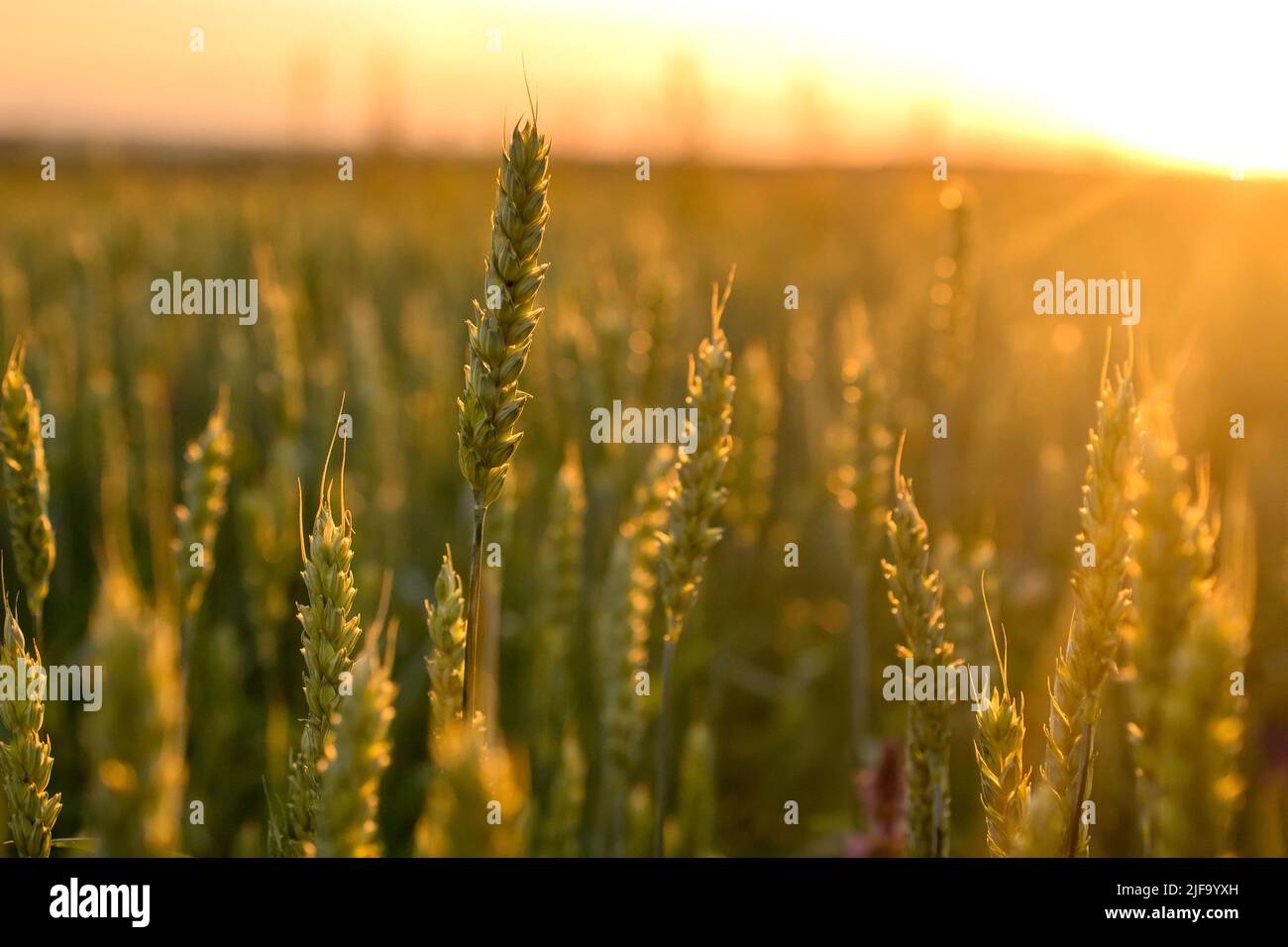Spikelets of wheat growing on field at sunset. Young spikelets with ...