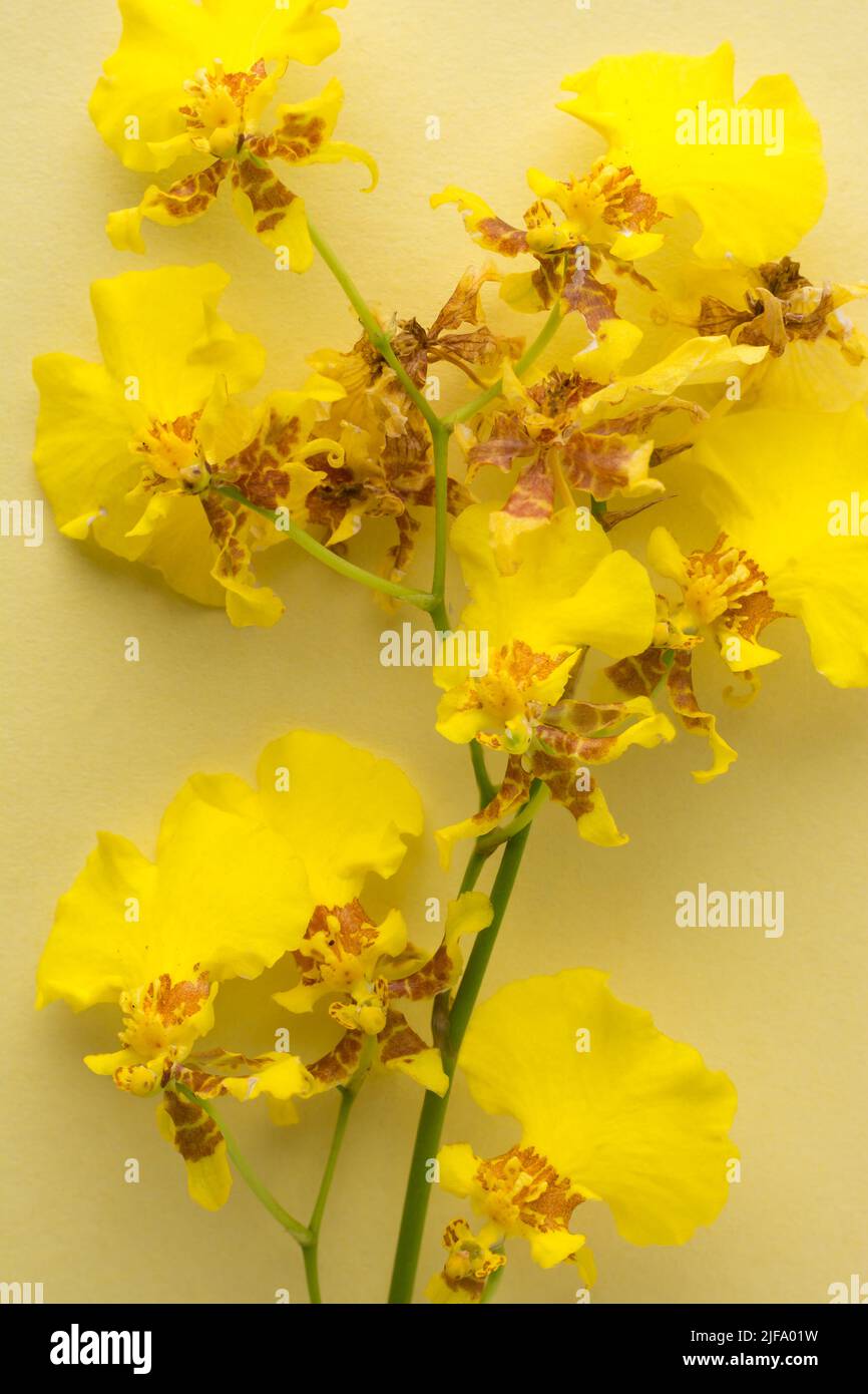Golden shower flower hi-res stock photography and images - Alamy