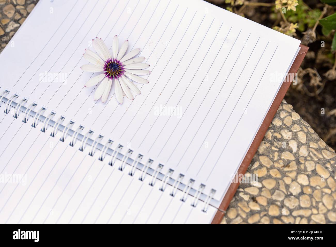 Herbarium: Dried Flower Book. Notebook of Botanical Specimens from a ...