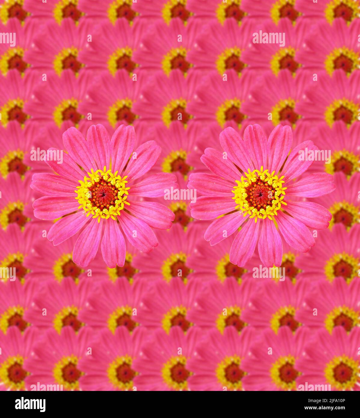 Fresh Zinnia flower background for any design Stock Photo - Alamy