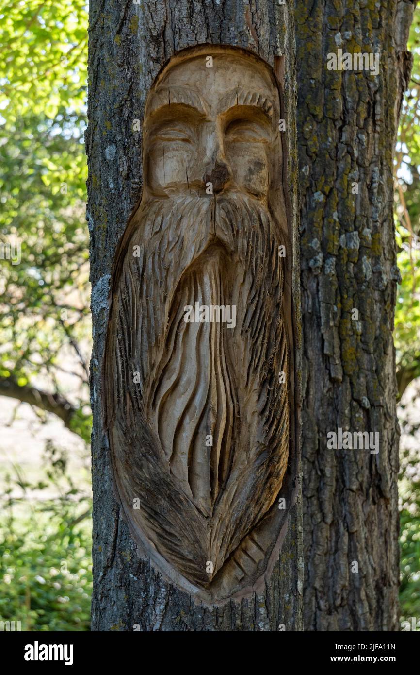 Old man tree stump hi-res stock photography and images - Alamy