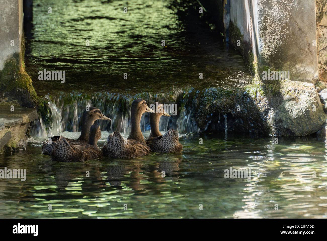 group of ducks swimming in front of a waterfall in a crystal-clear ...