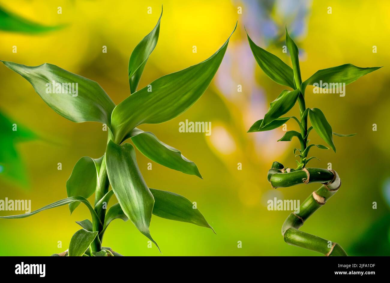 Lucky Bamboo, Ribbon Dracaena, Curly Bamboo, Chinese Water Bamboo ...