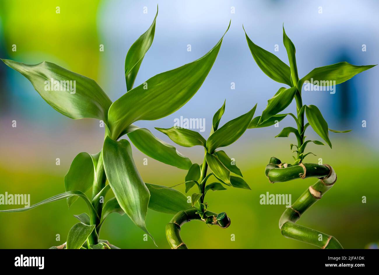 Lucky Bamboo, Ribbon Dracaena, Curly Bamboo, Chinese Water Bamboo ...
