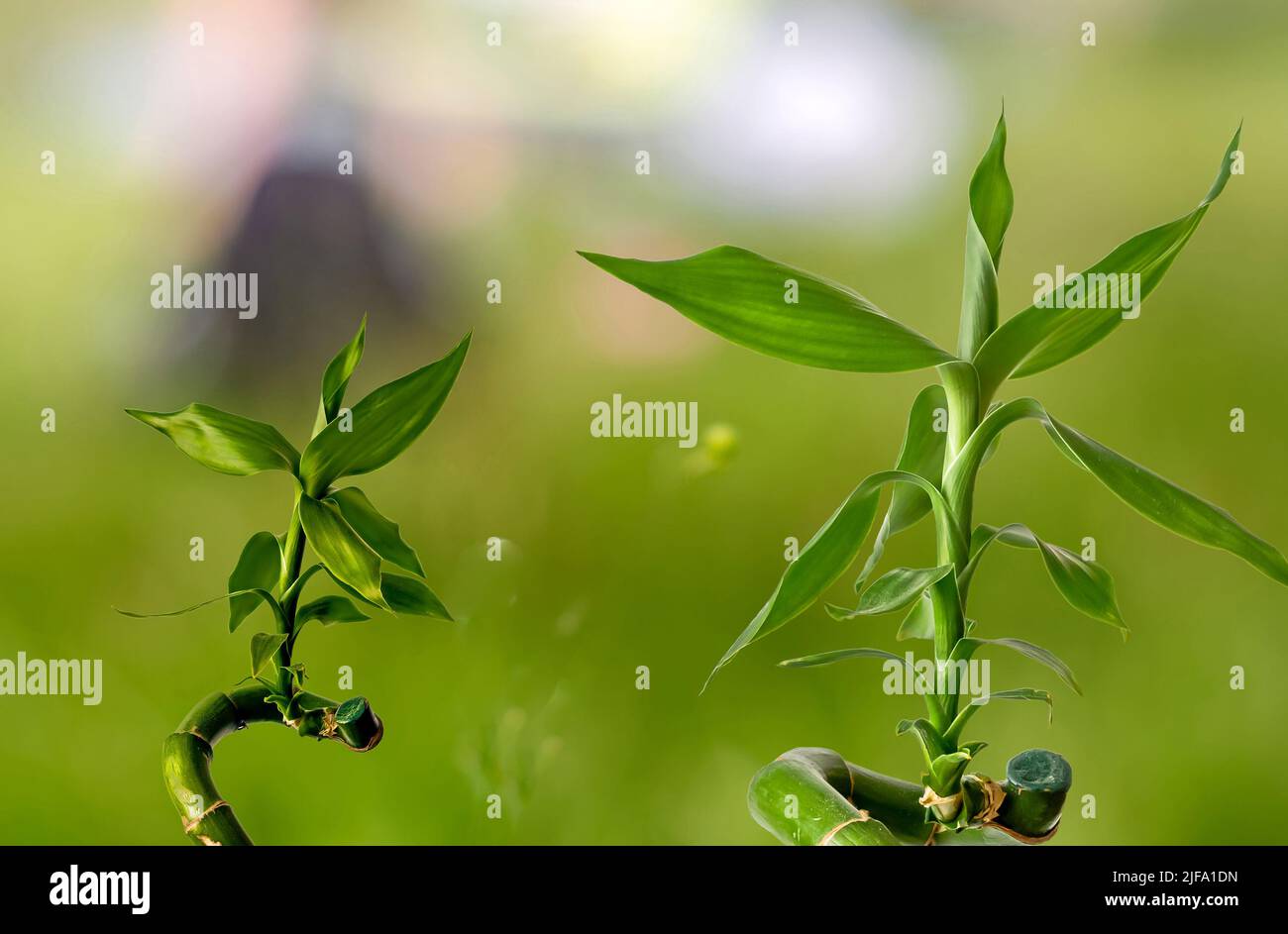 Lucky Bamboo, Ribbon Dracaena, Curly Bamboo, Chinese Water Bamboo ...