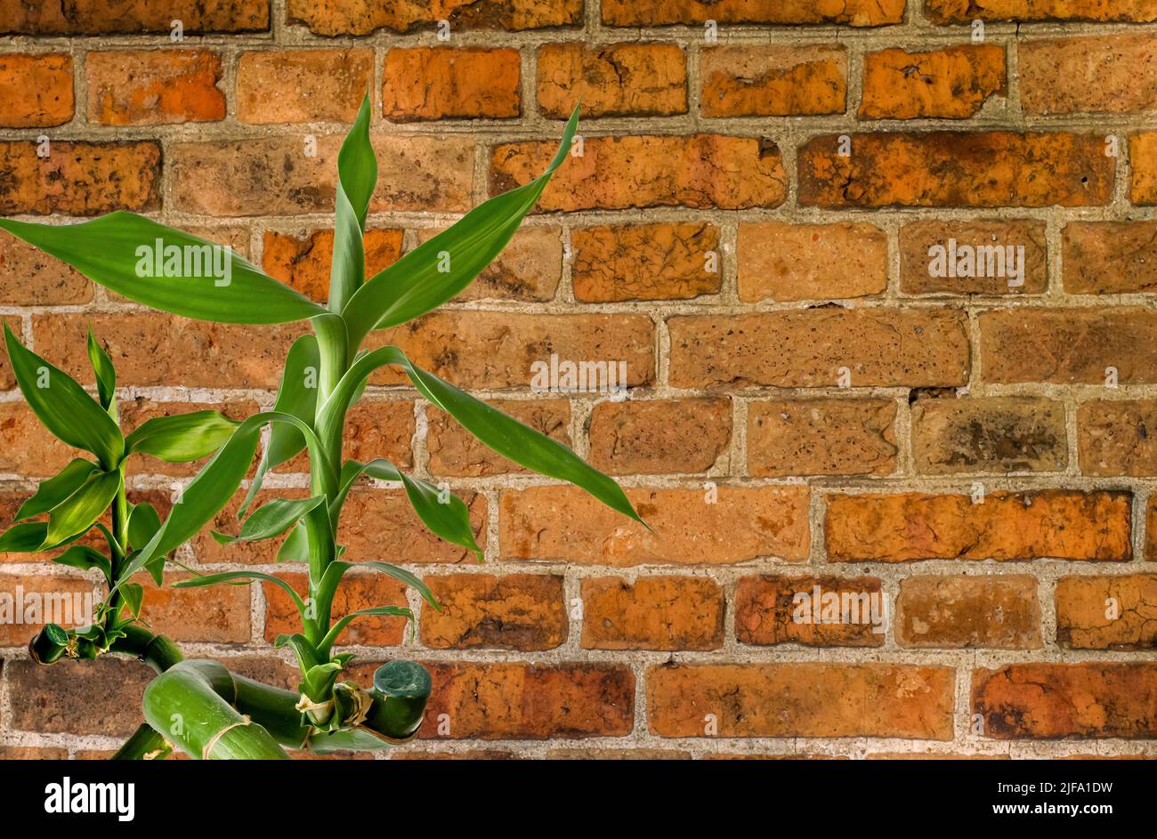 Lucky Bamboo, ribbon dracaena, curly bamboo, Chinese aquatic bamboo ...