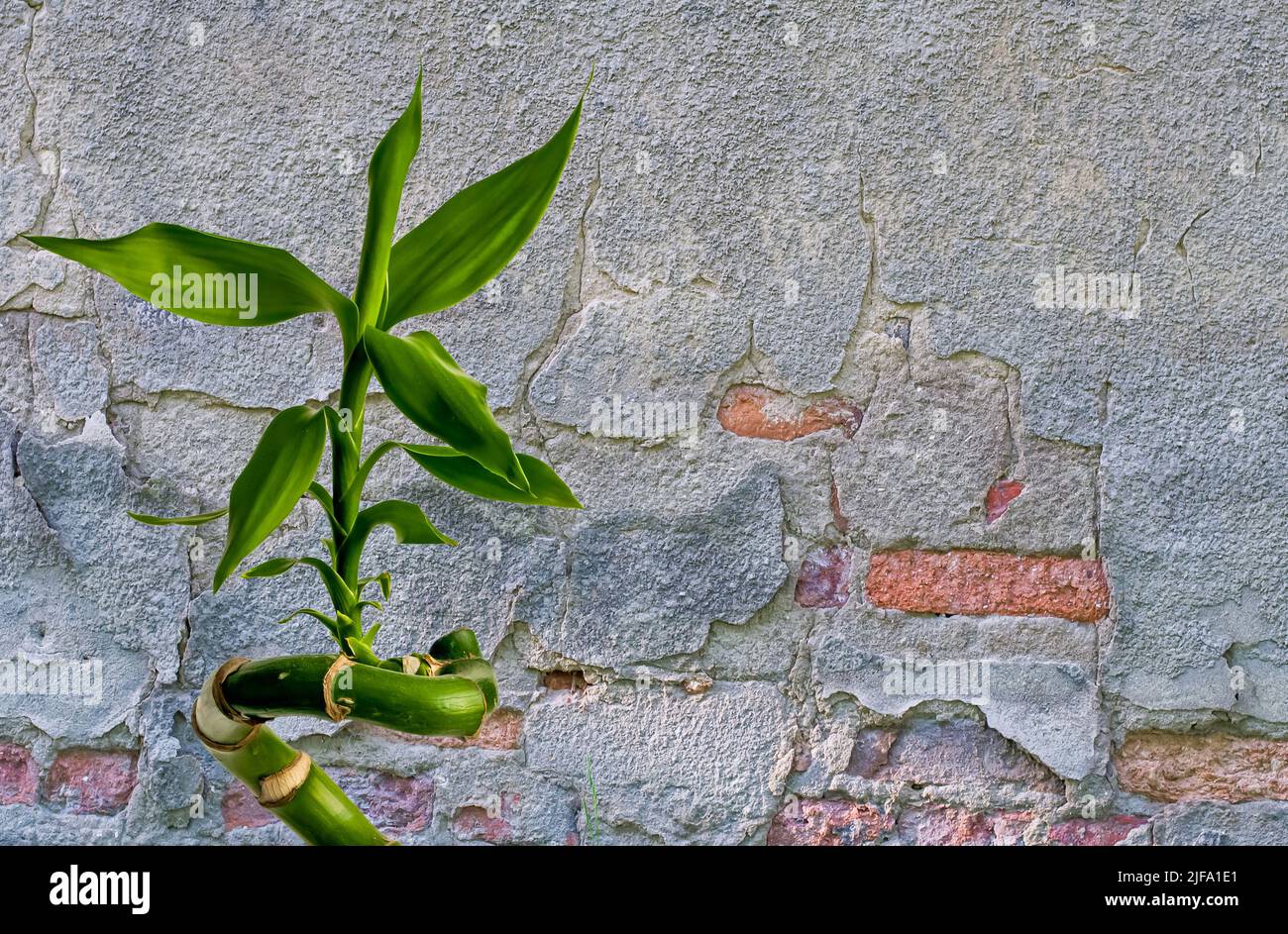 Lucky Bamboo, ribbon dracaena, curly bamboo, Chinese aquatic bamboo ...