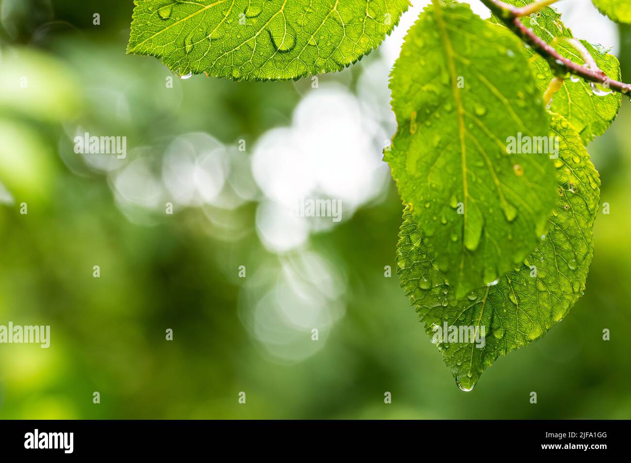 Nach dem gewitter hi-res stock photography and images - Alamy