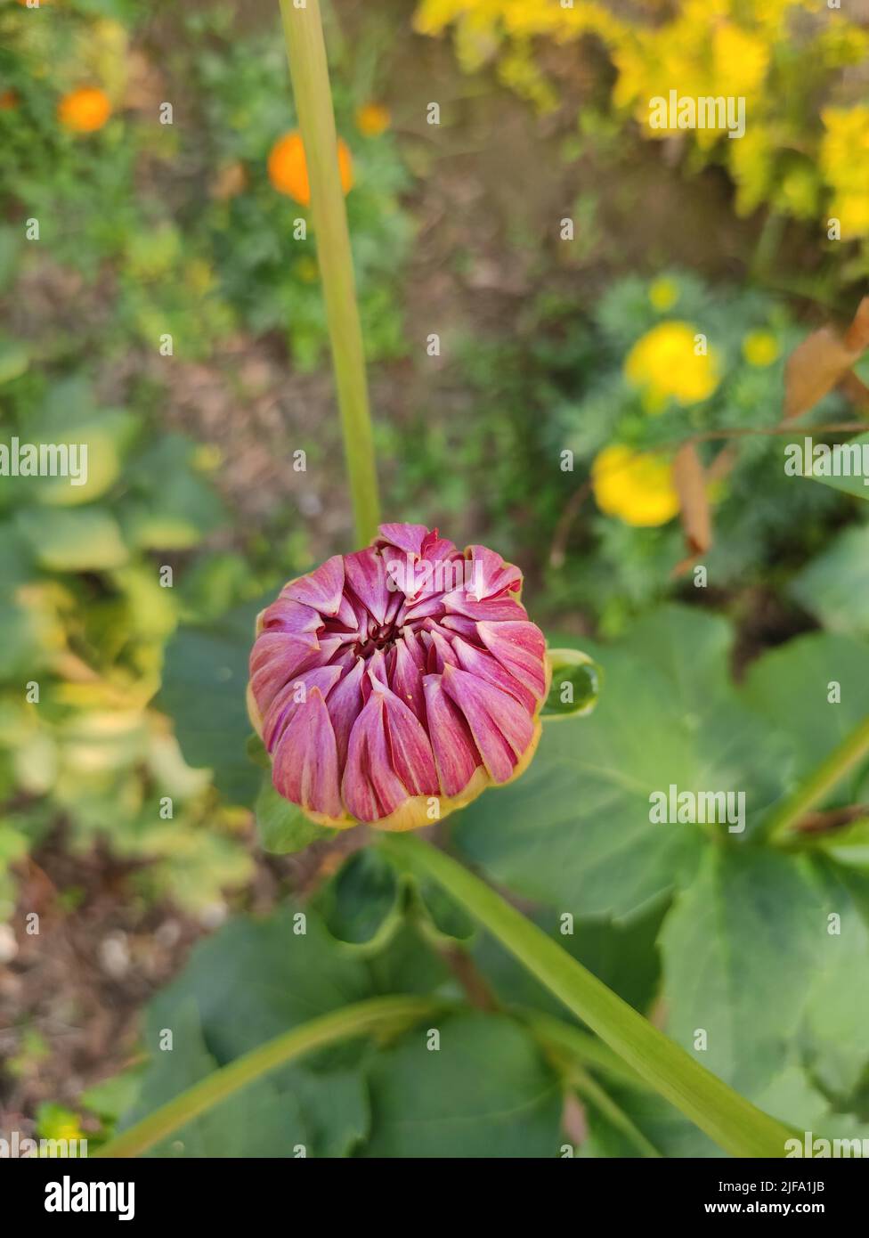 Georgina green hi-res stock photography and images - Alamy