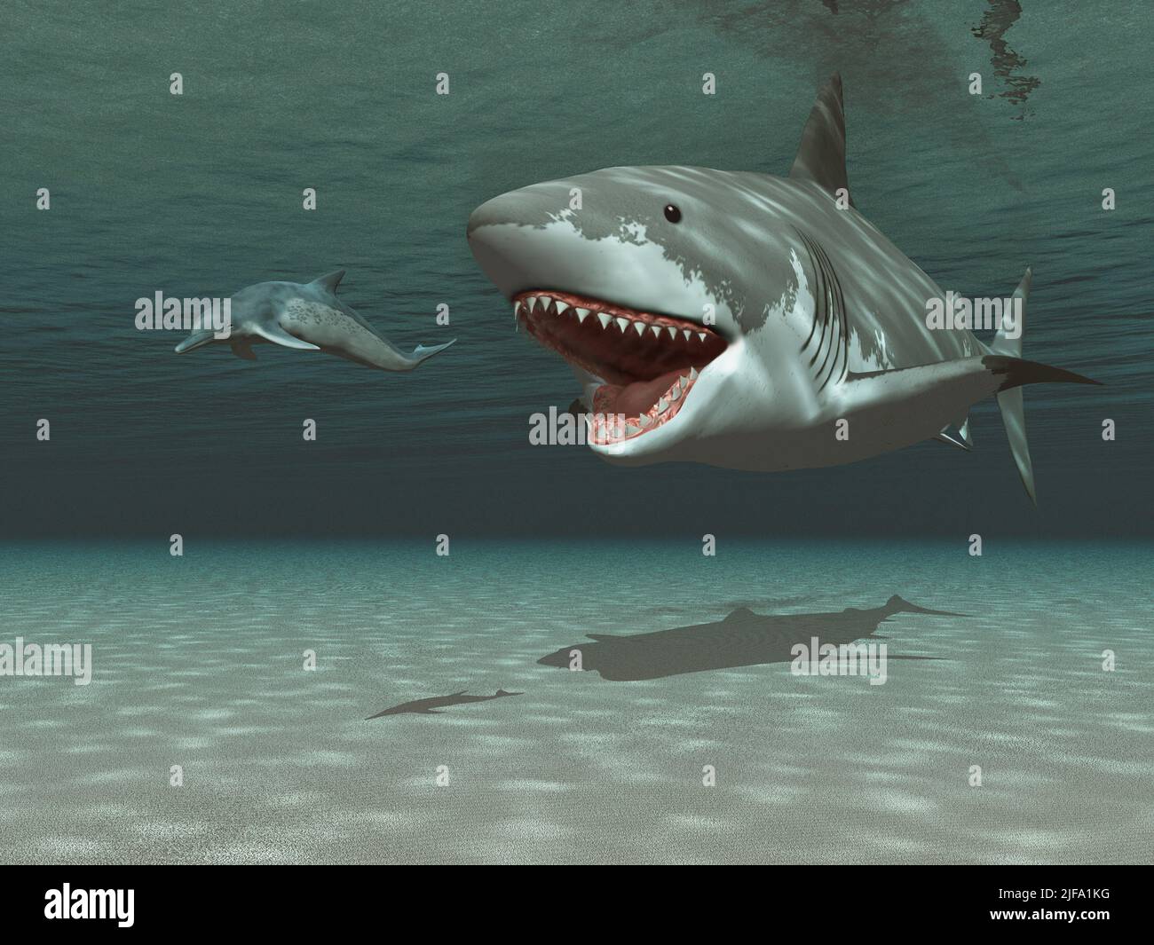 Megalodon chasing a kentriodon Stock Photo - Alamy