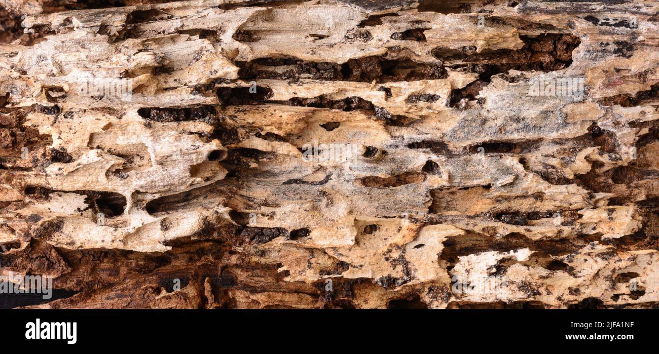 Rotten tree hi-res stock photography and images - Alamy