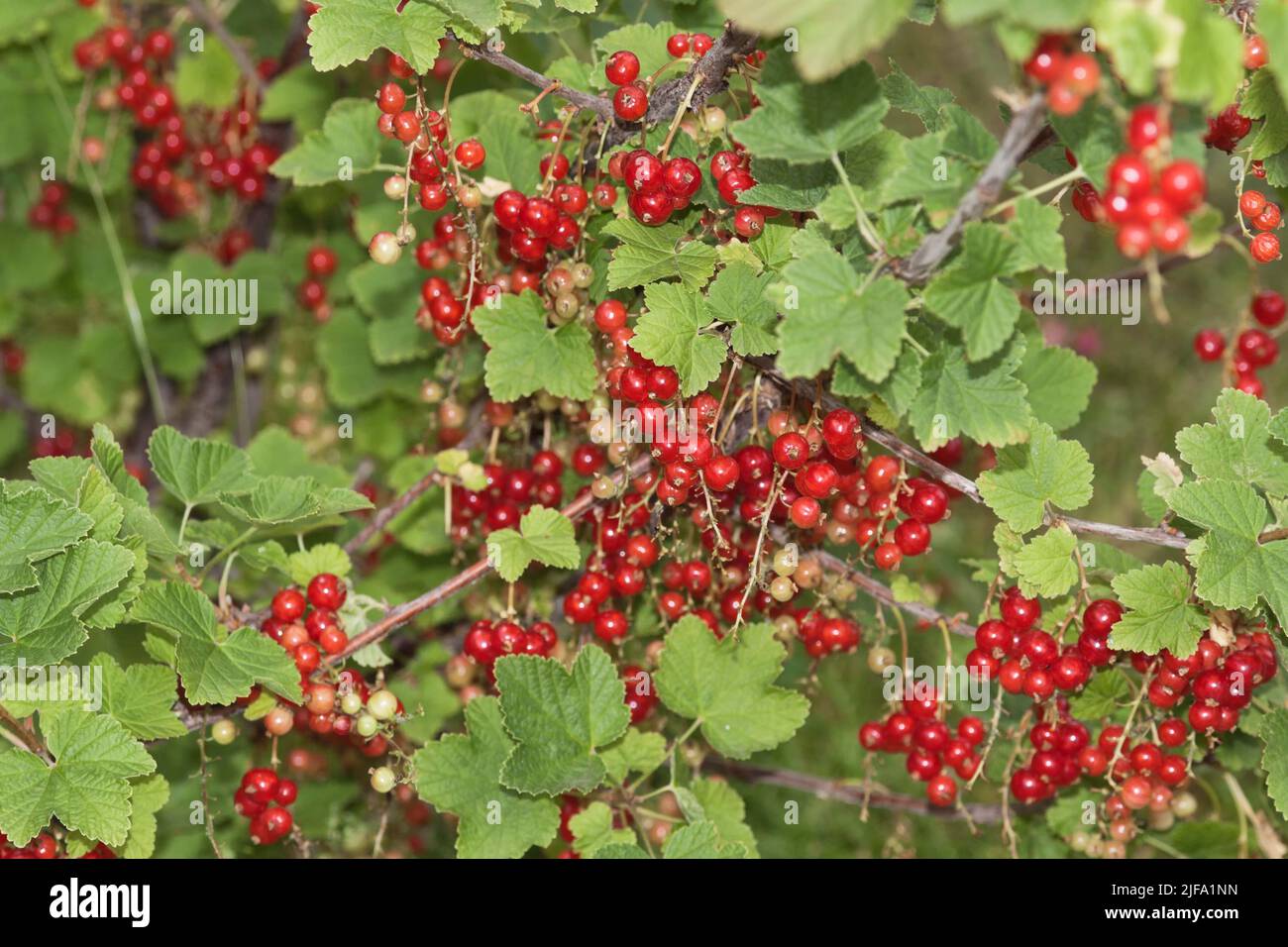 Ribes rubrum redcurrant hi-res stock photography and images - Alamy