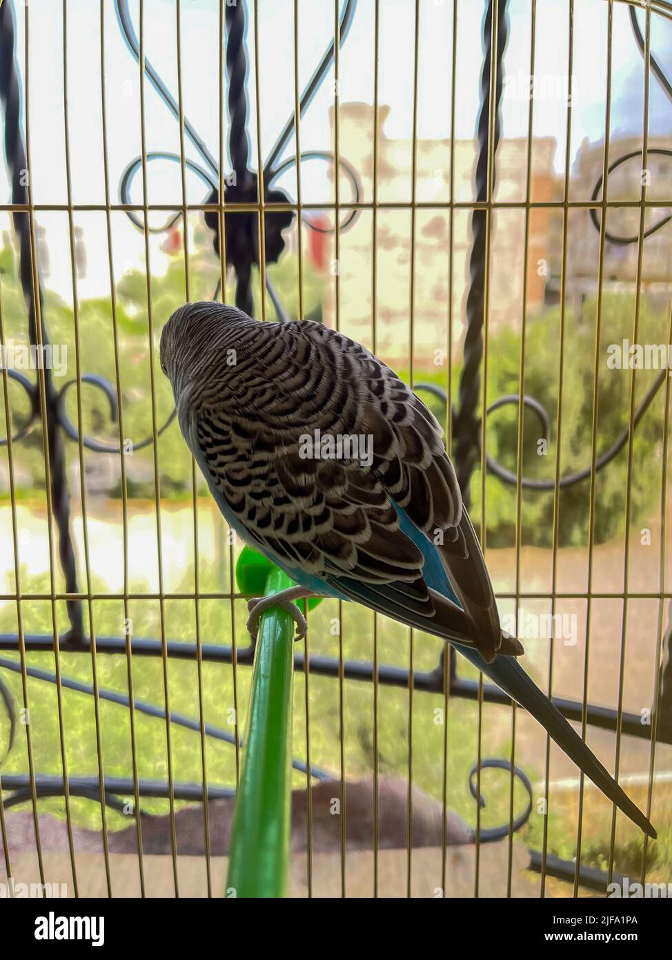 Small parrot inside a cage Stock Photo - Alamy