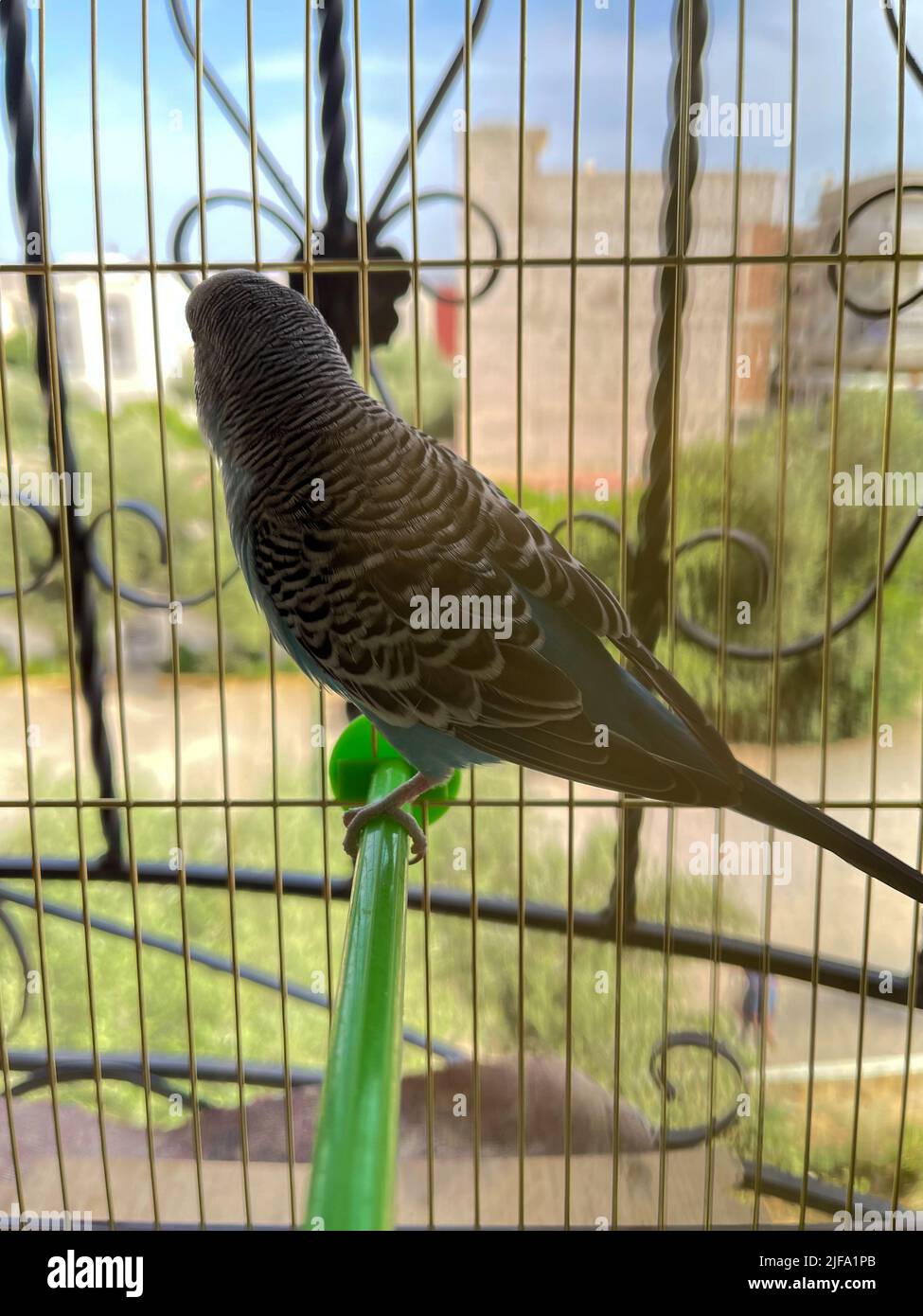 Small parrot inside a cage Stock Photo - Alamy