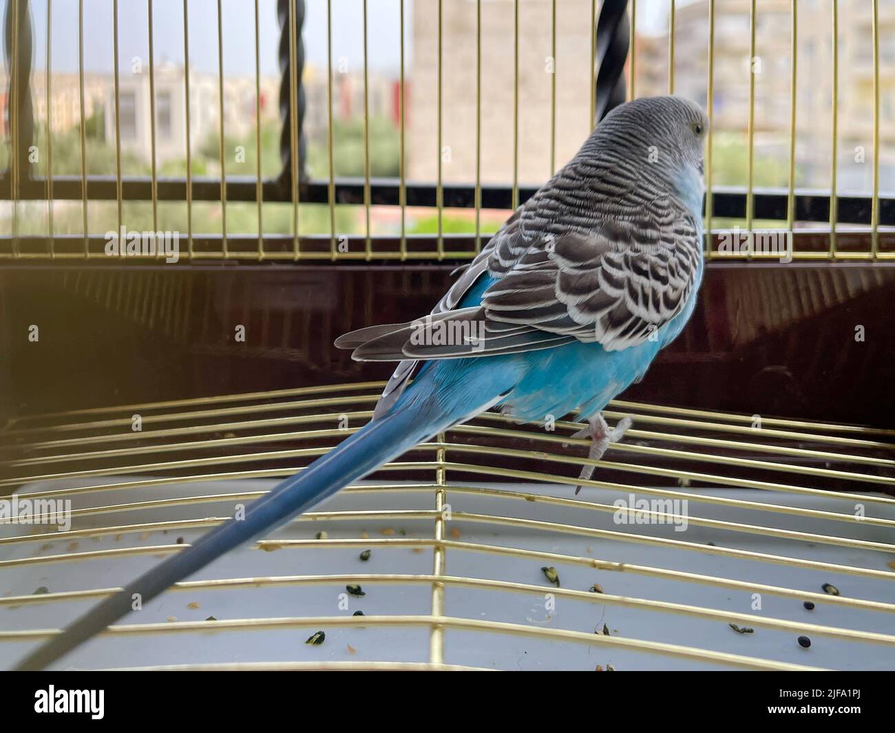 Small parrot inside a cage Stock Photo - Alamy