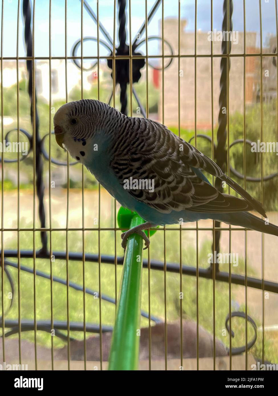 Small parrot inside a cage Stock Photo - Alamy