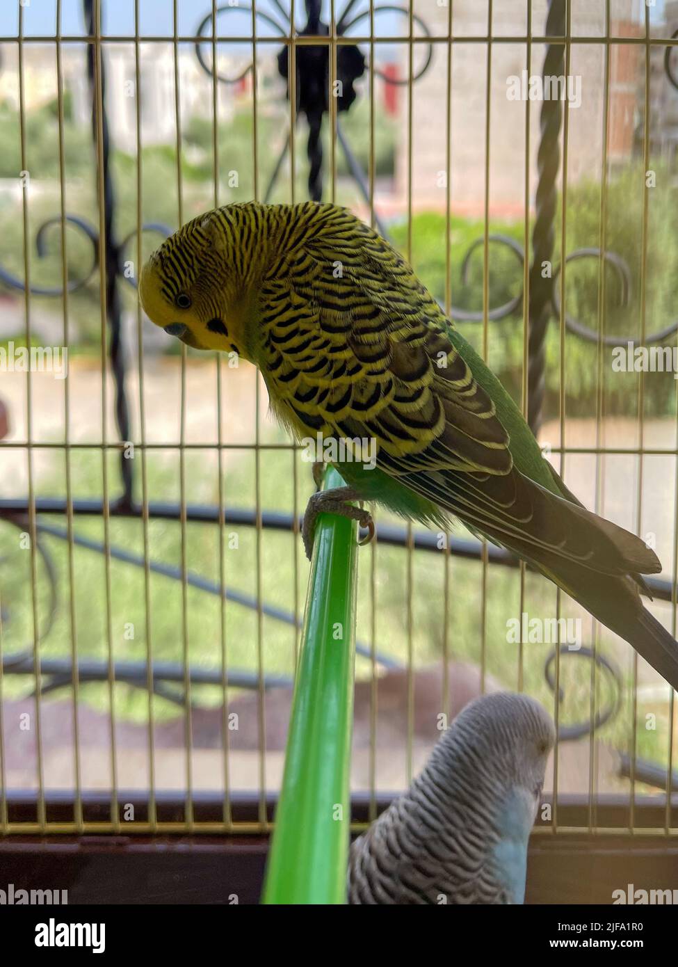 Small parrot inside a cage Stock Photo - Alamy
