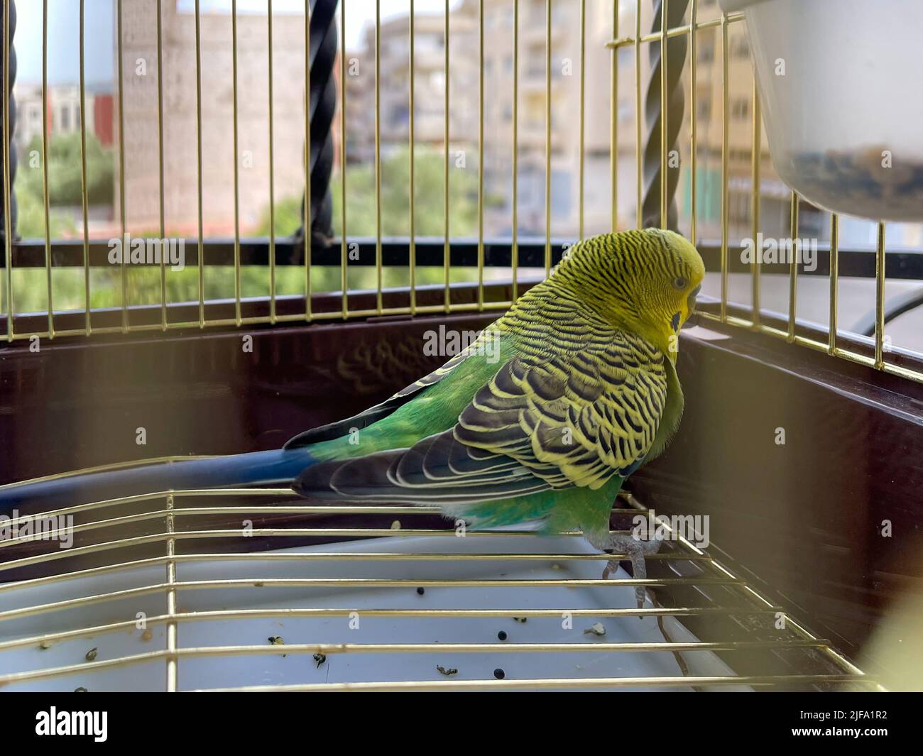 Small parrot inside a cage Stock Photo - Alamy