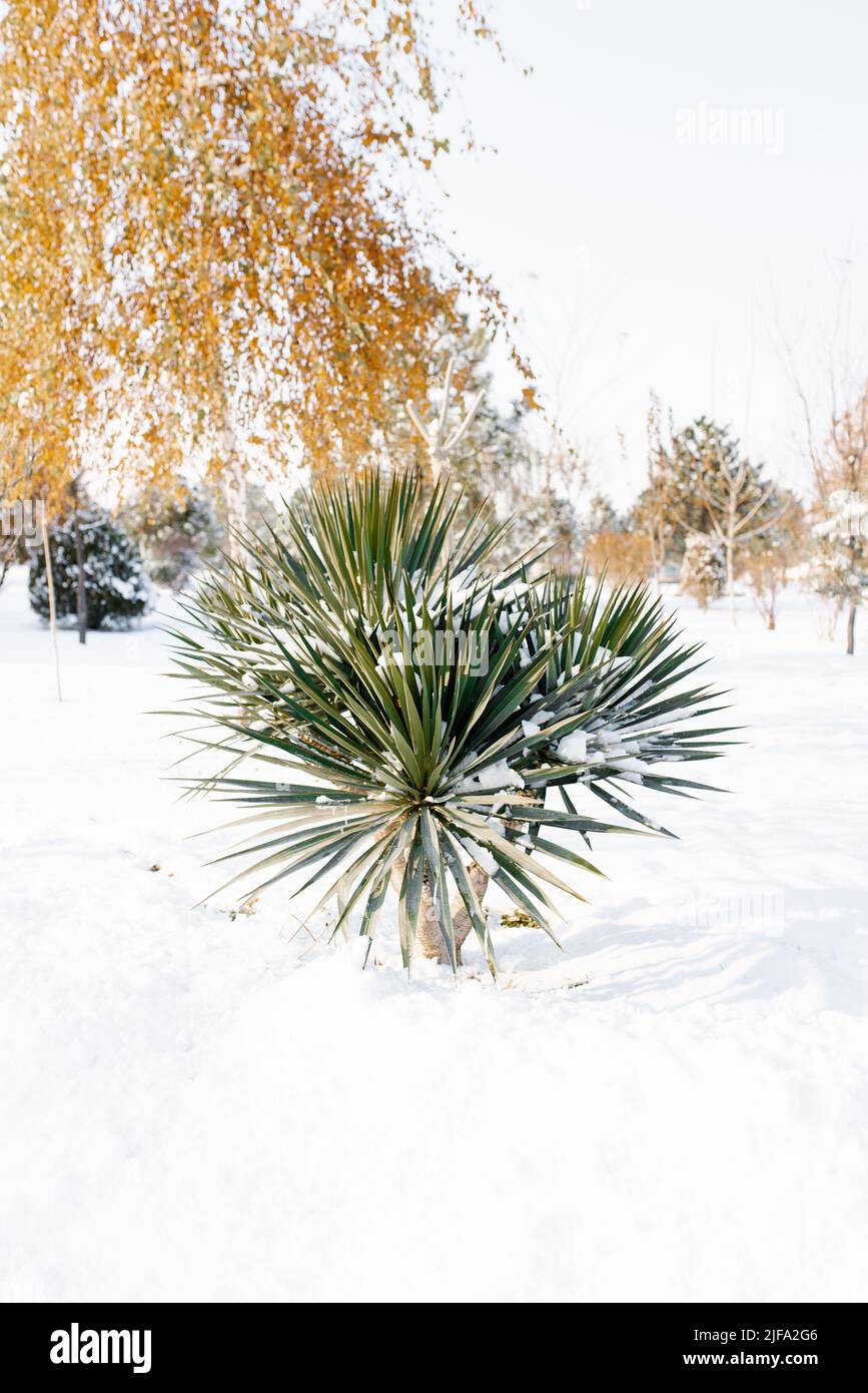 Snow covered yucca hi-res stock photography and images - Alamy