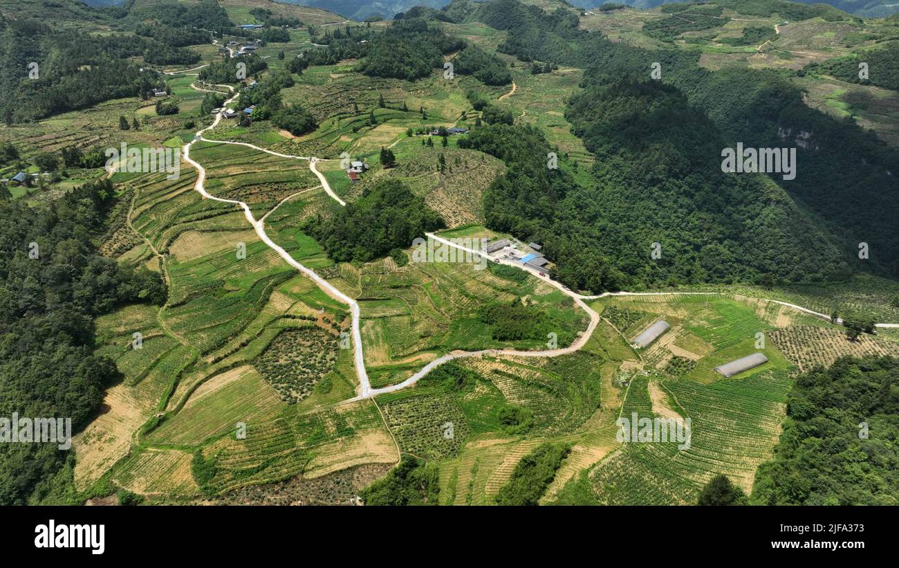 Honeysuckle plantation hi-res stock photography and images - Alamy
