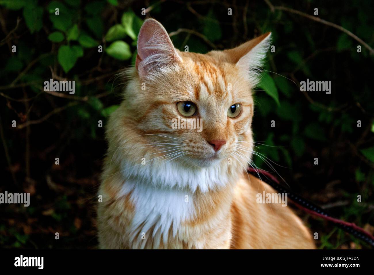 The Cat Has a Walk in the Forest Stock Photo - Alamy