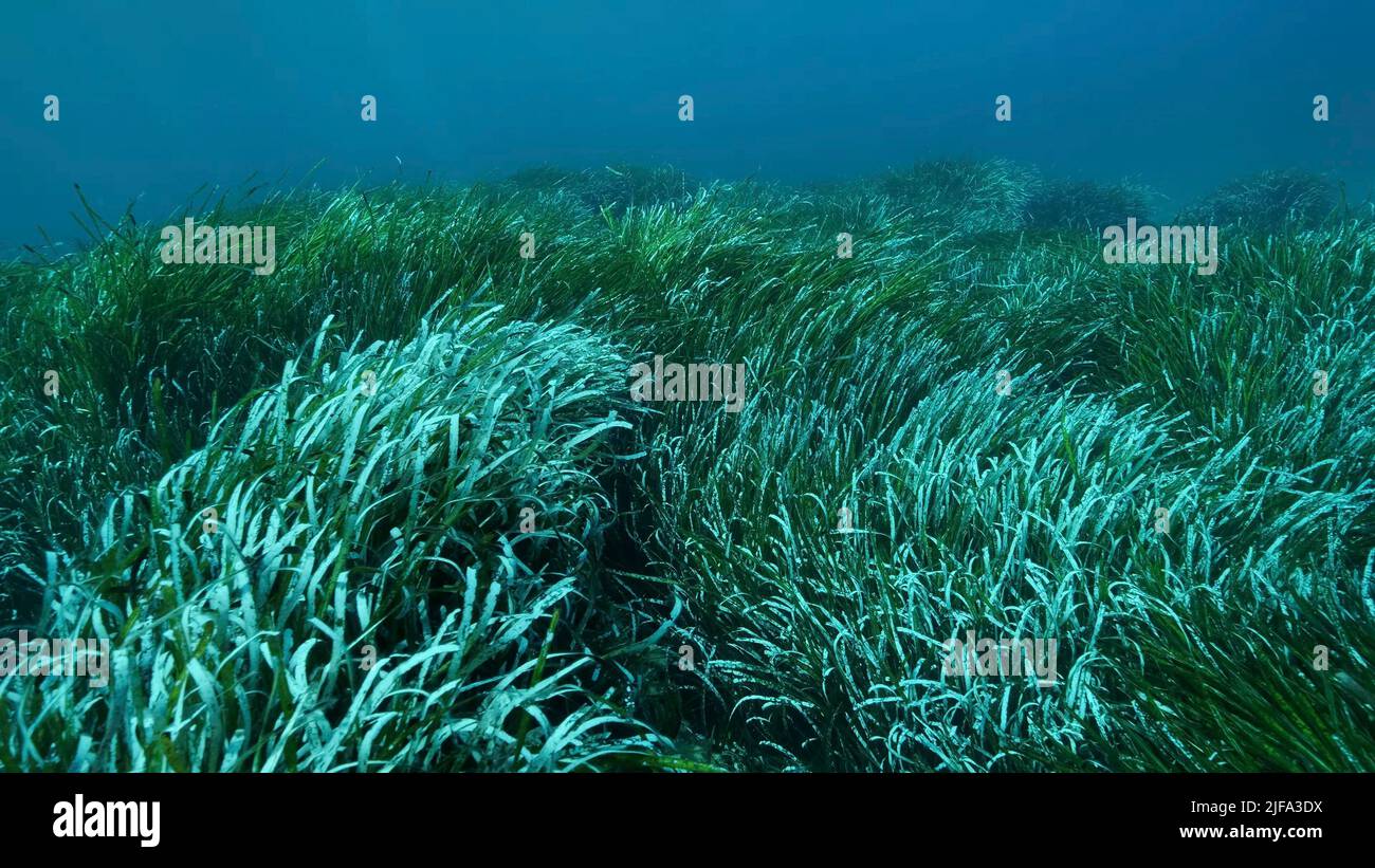 Dense thickets of green marine grass Posidonia, on blue water ...