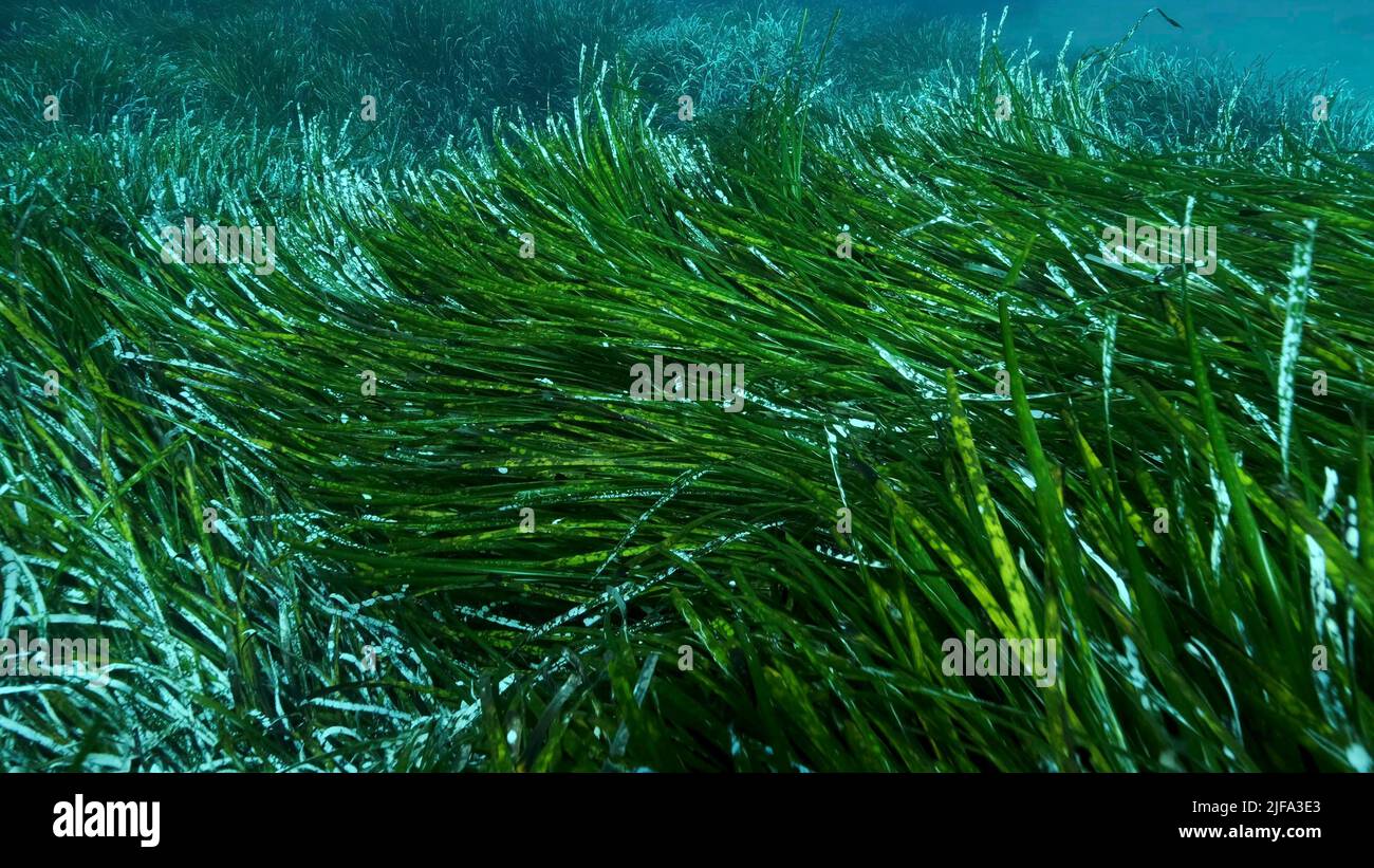 Dense thickets of green marine grass Posidonia, on blue water ...