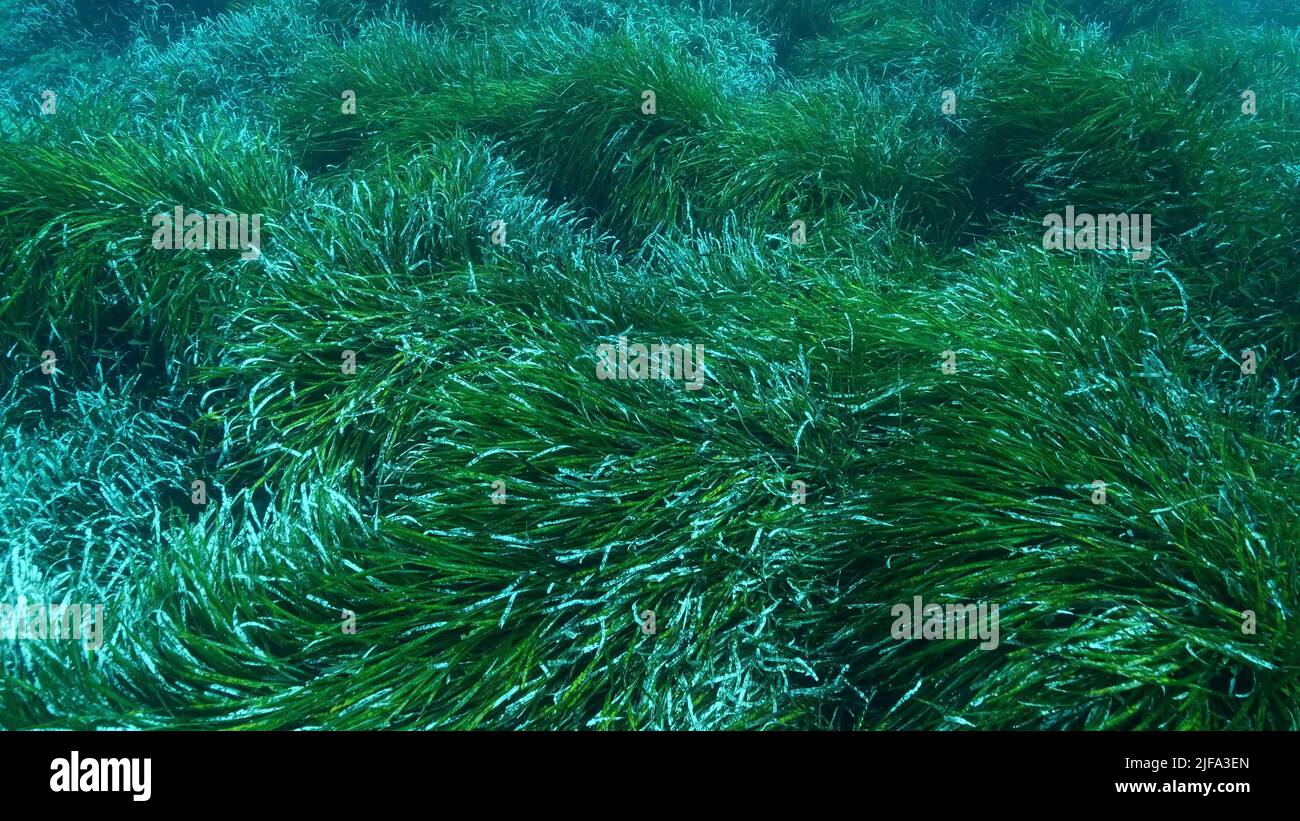 Dense thickets of green marine grass Posidonia, on blue water ...