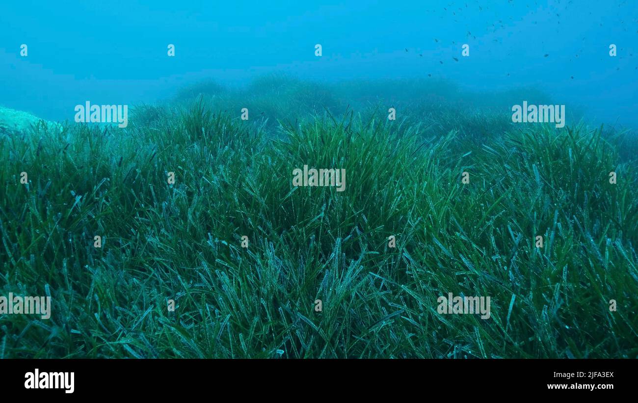 Dense thickets of green marine grass Posidonia, on blue water ...