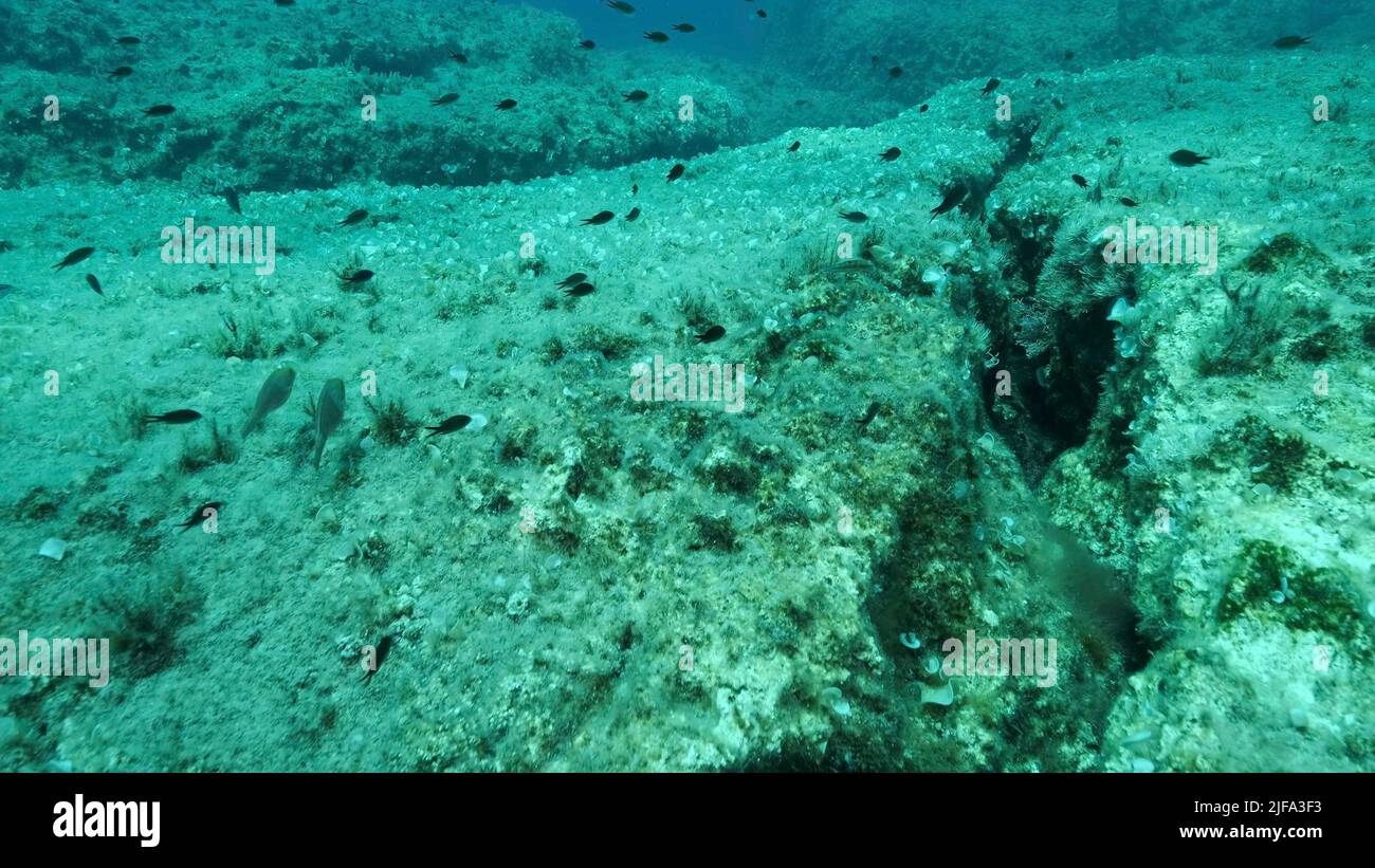 School of fish swims above crack in the seabed over tectonic plates ...