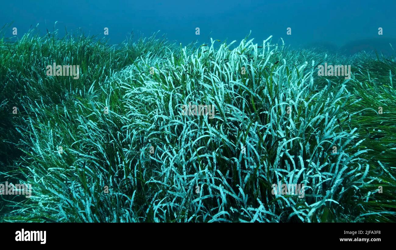 Dense thickets of green marine grass Posidonia, on blue water ...