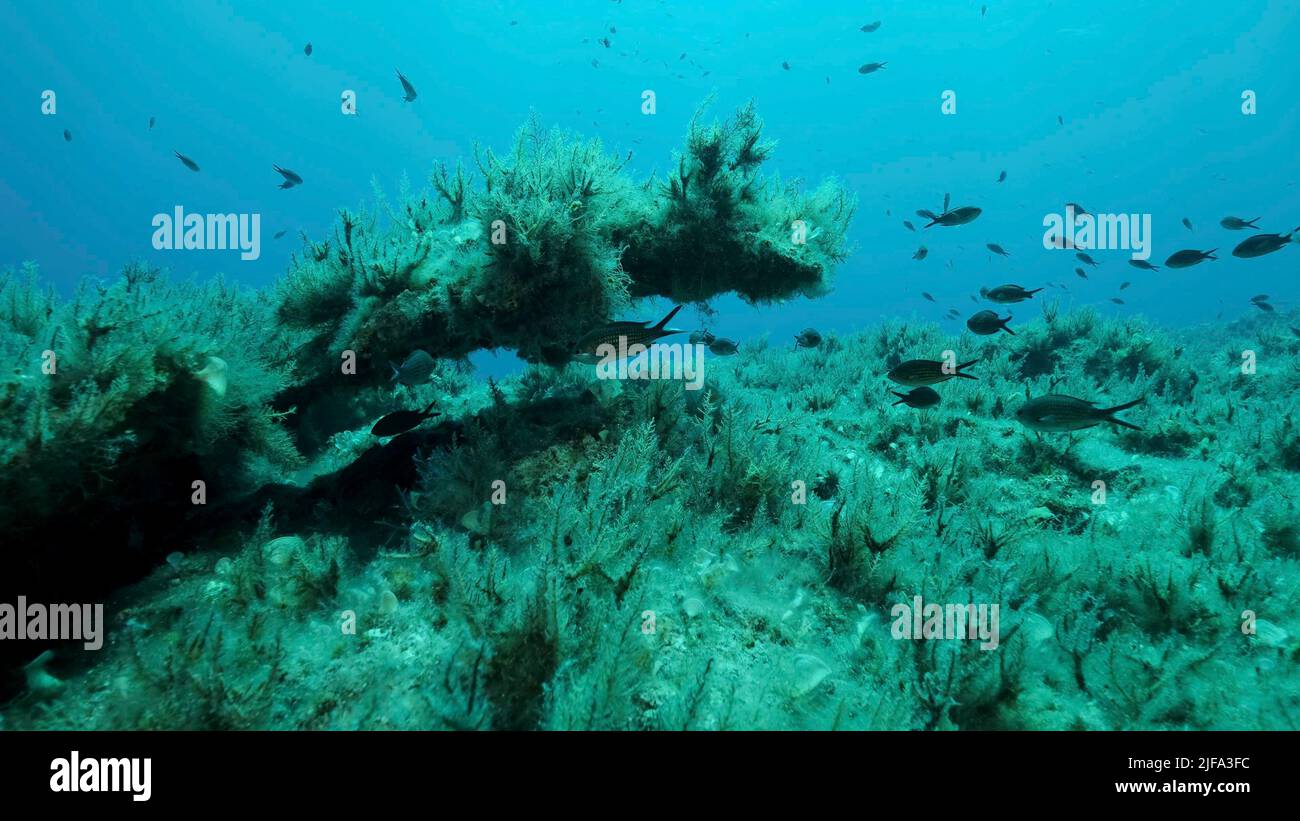 Rocky seabed covered with Brown Seaweed (Cystoseira) . Mediterranean ...