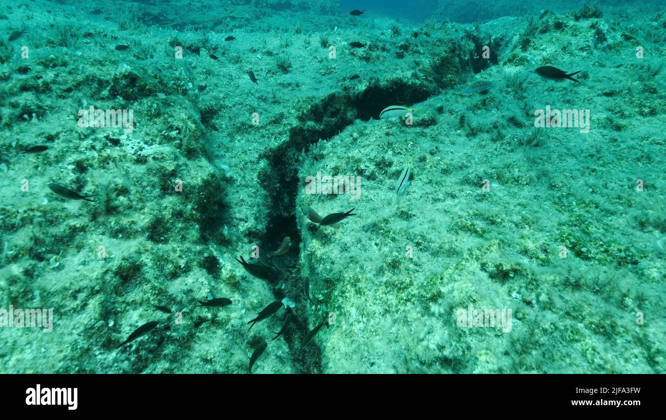 School of fish swims above crack in the seabed over tectonic plates ...