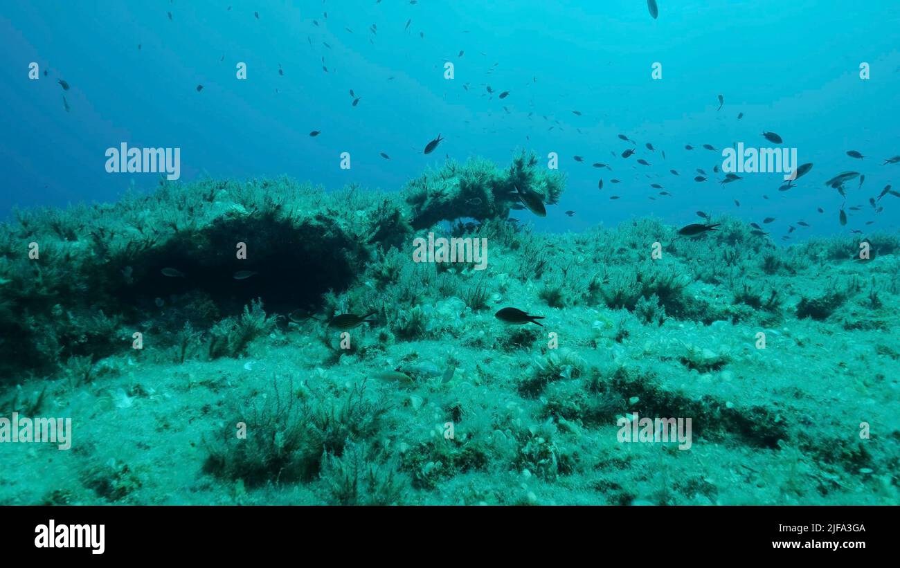 Rocky seabed covered with Brown Seaweed (Cystoseira) . Mediterranean ...