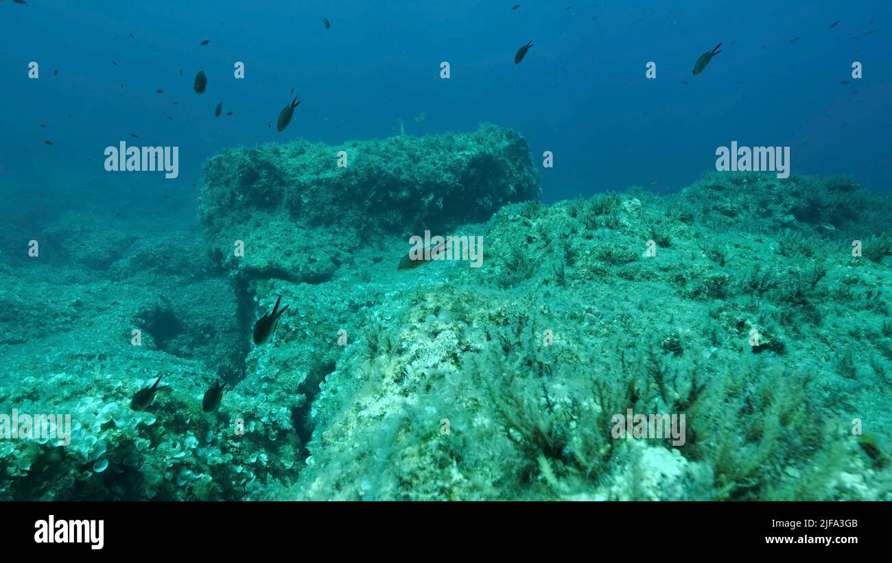 Rocky seabed covered with Brown Seaweed (Cystoseira) . Mediterranean ...