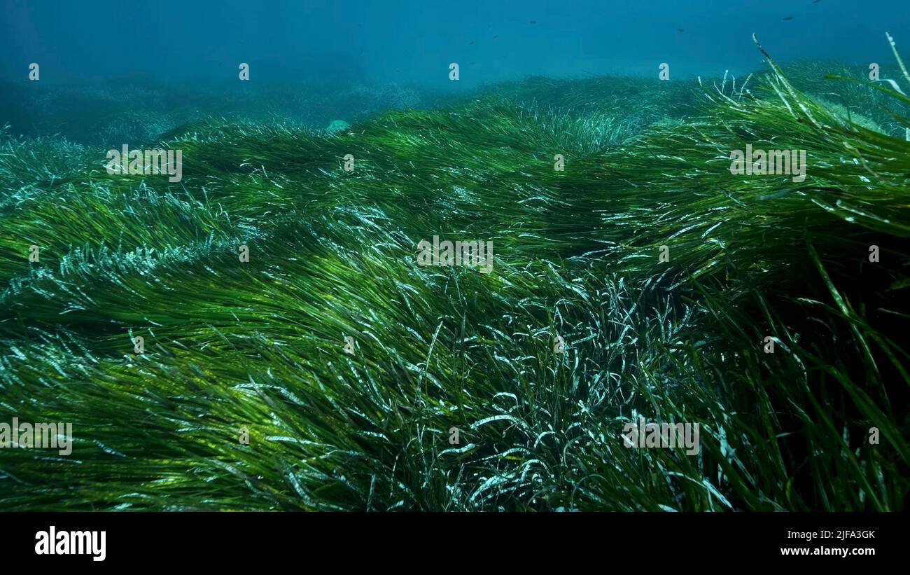Dense thickets of green marine grass Posidonia, on blue water ...