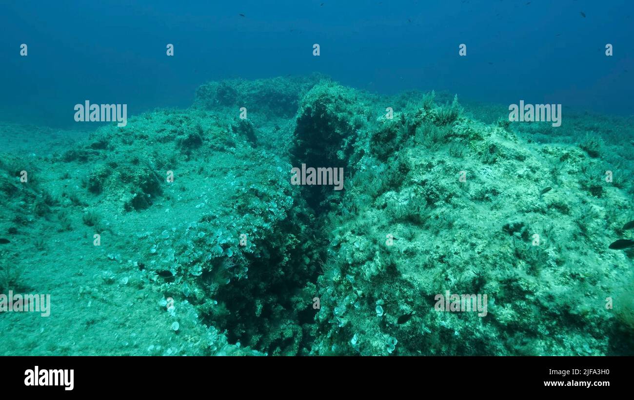 School of fish swims above crack in the seabed over tectonic plates ...