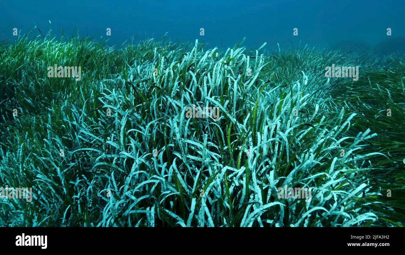 Dense thickets of green marine grass Posidonia, on blue water ...