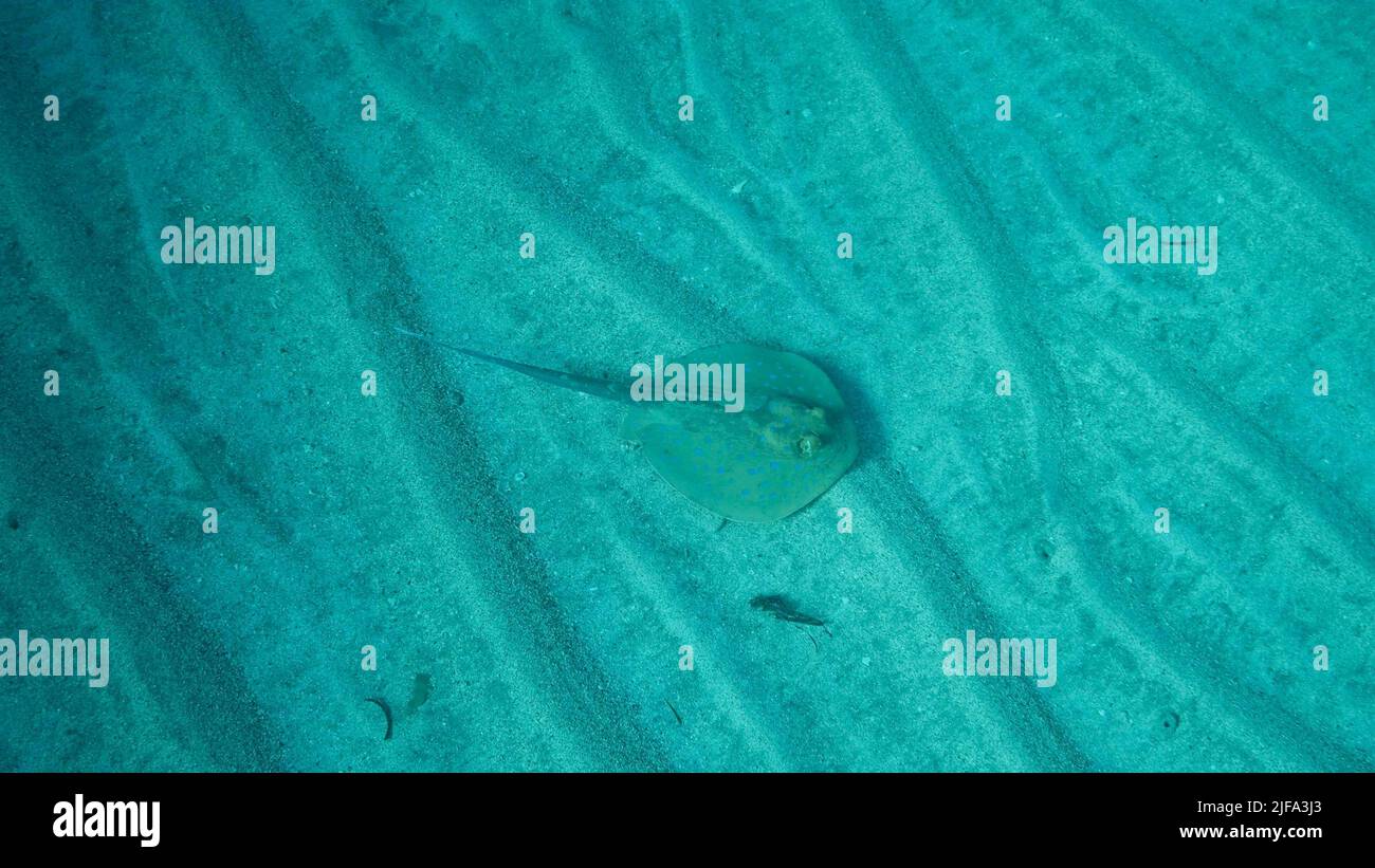 Blue-spotted stingray (Taeniura lymma) slowly swimming over a sandy ...